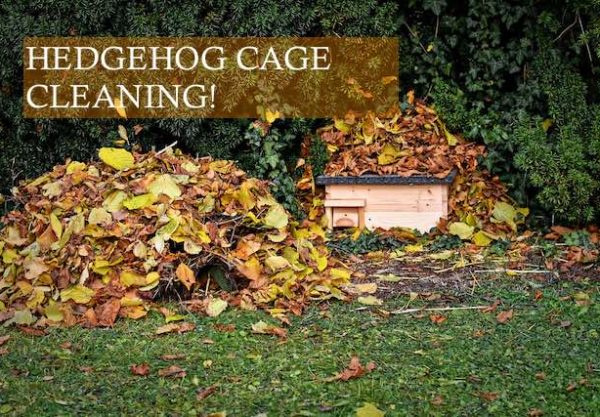 Hedgehog Health and Issues: Symptoms | Hedgehog Care 101