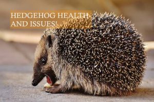 Hedgehog Health and Issues: Symptoms | Hedgehog Care 101
