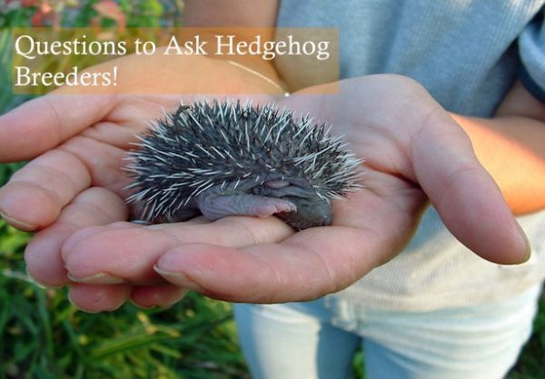 What is a Hedgehog's Diet: Best Nutrition | Hedgehog Care 101
