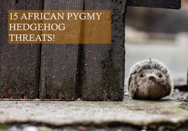 Do Hedgehogs Quills Hurt to Touch? | Hedgehog Care 101
