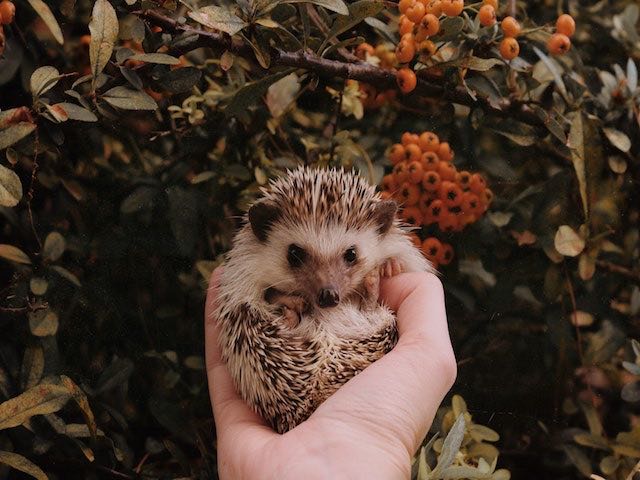 Your Pet Hedgehog Care Advisor | Hedgehog Care 101