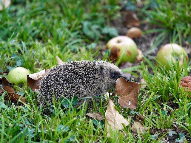 Hedgehog Diet: Guides & Advice for Owners | Hedgehog Care 101
